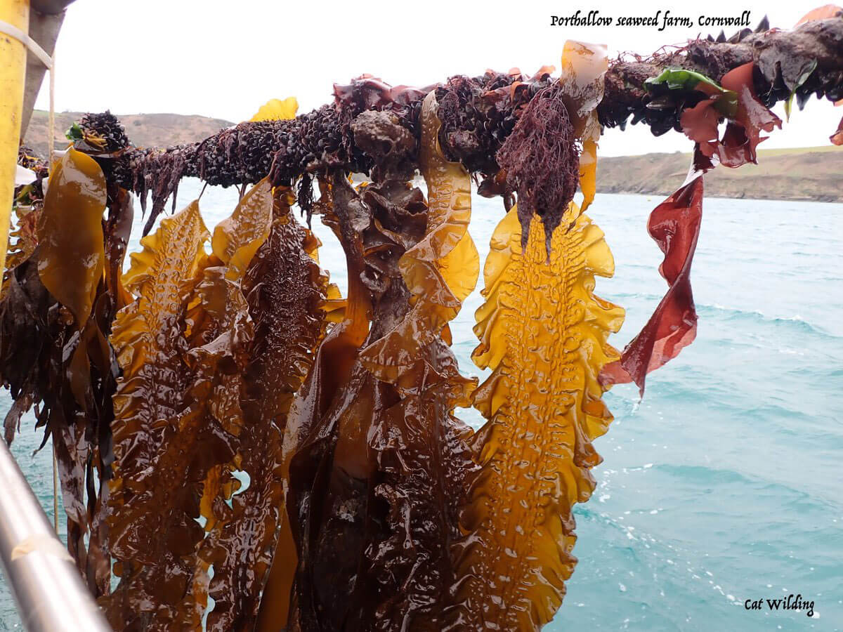 Maximising environmental benefits of South West seaweed farming ...
